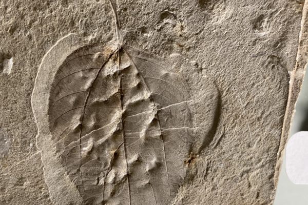 Fossils & Minerals - Hot Springs County Museum & Cultural Center